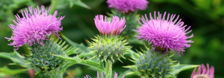 Ingredients – IM8 Health